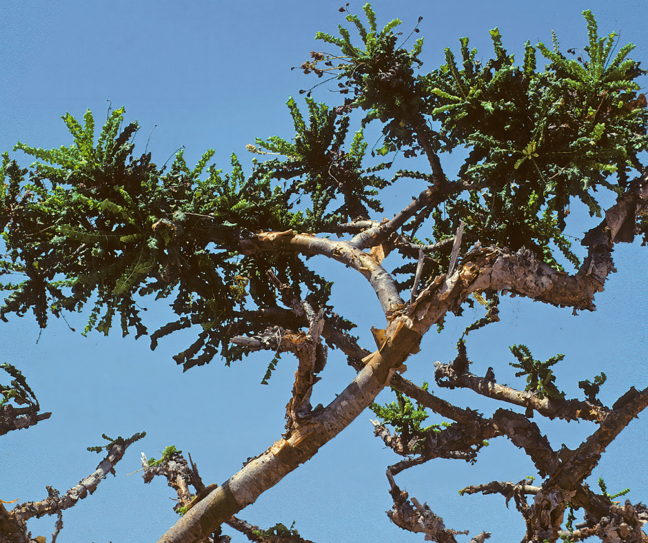 Ingredients for Inflammation | Kondor Pharma